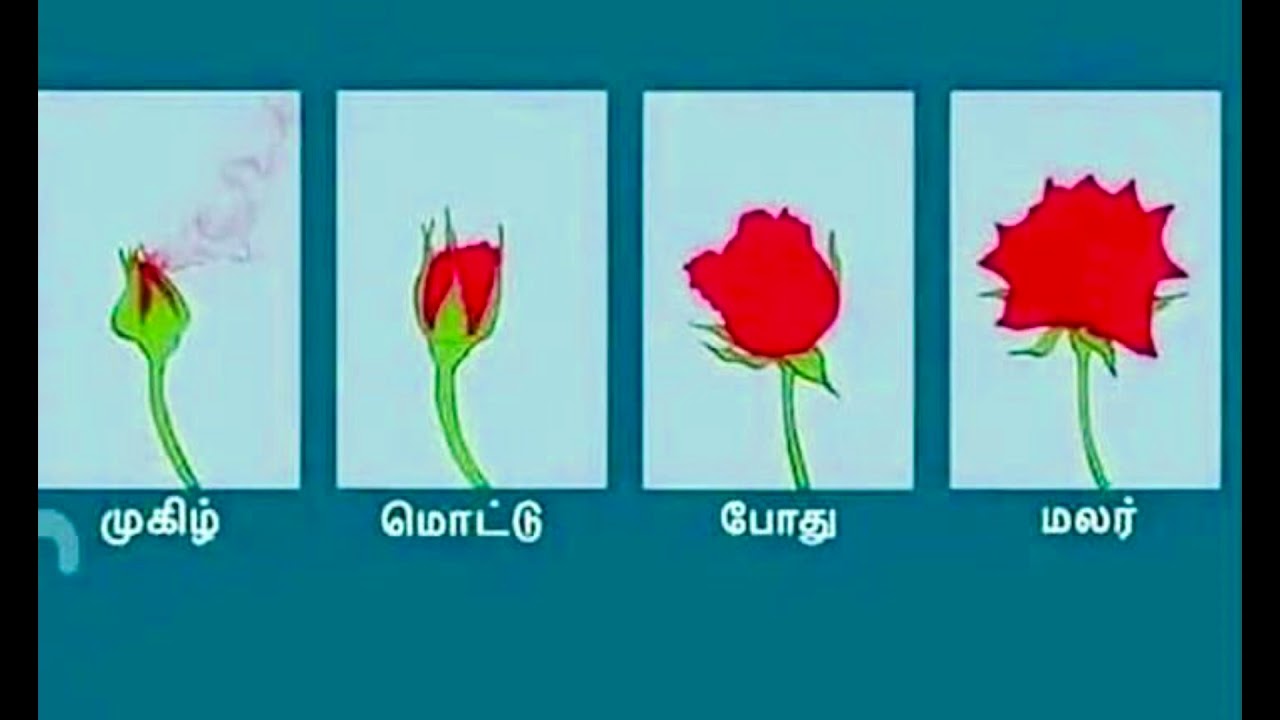 #Stages of Flower - Malar - மலர், அரும்பு - பூ அரும்பும் நிலை தொடங்கி ...