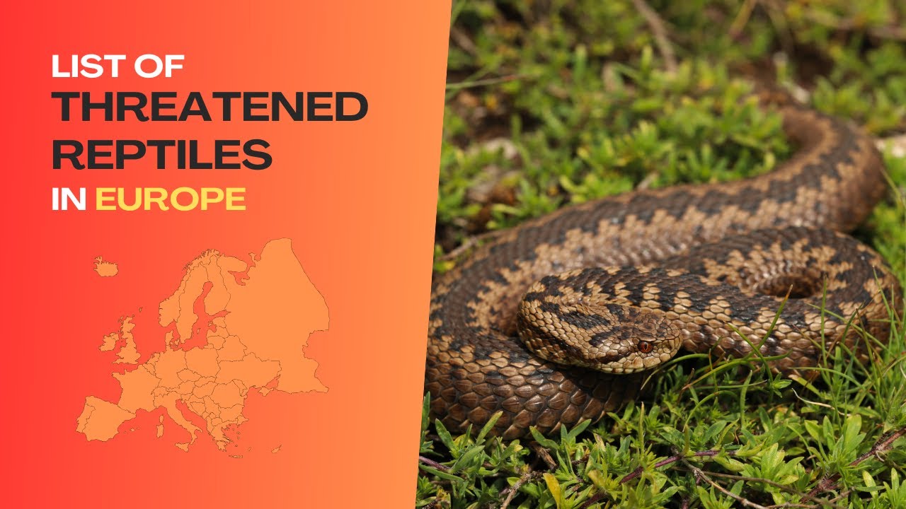 List of Threatened Reptiles in Europe - Included in The IUCN Red List ...