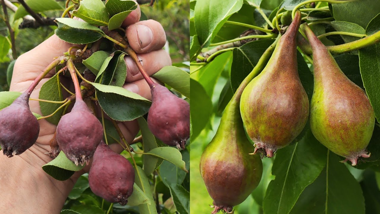 Identificarea soiurilor de pere și detalii despre acestea 🍐🤗 - YouTube