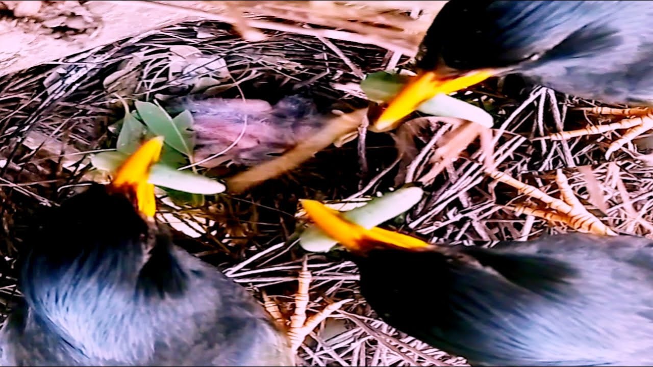 Mother bird Great myna brings lots of blue worms for the baby to eat# ...