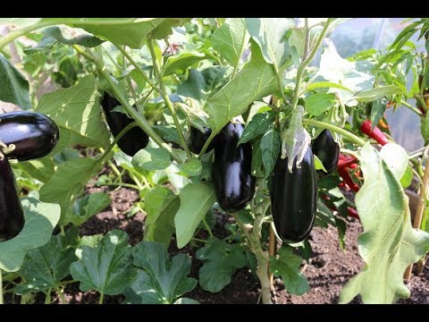 Hotbed part 2, older manure for warmth loving plants outside