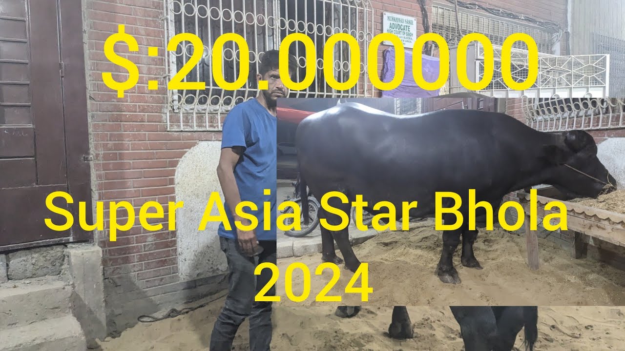 World Biggest Bhainsa 2024 | World Number 1 Bhola Bhainsa - YouTube