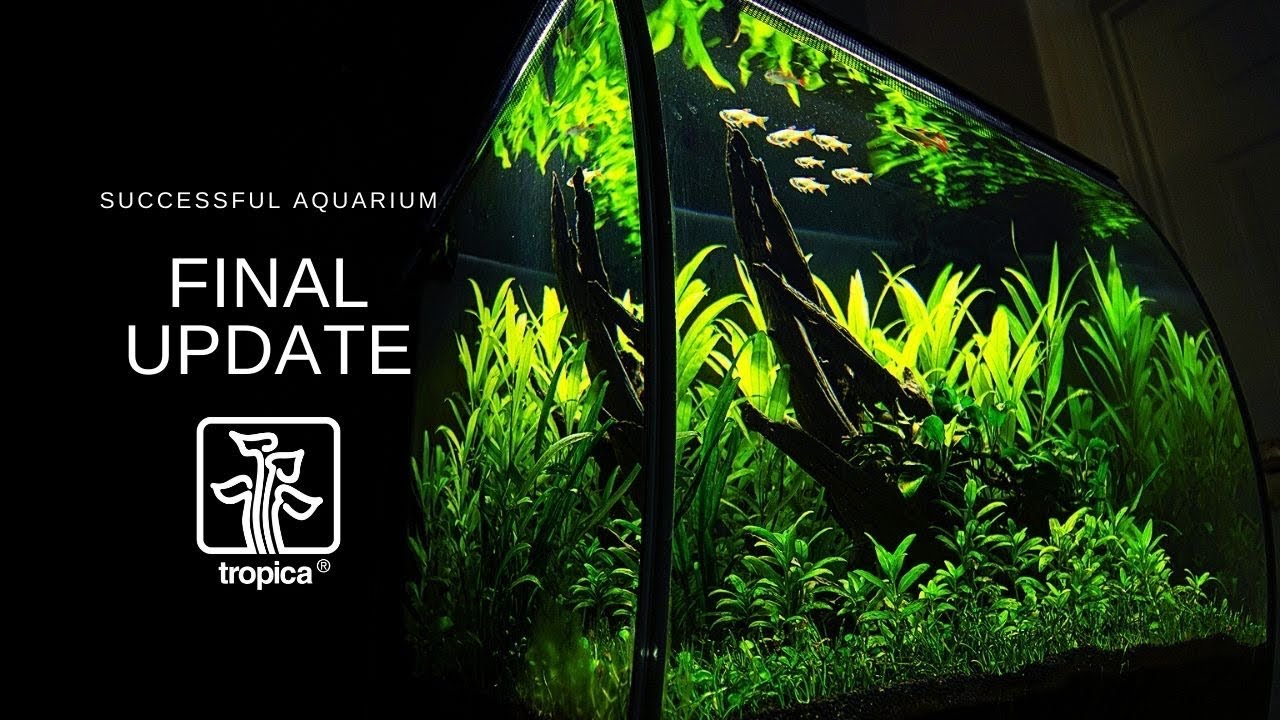 The Easy Planted Aquarium - 140 Day Final Update - YouTube