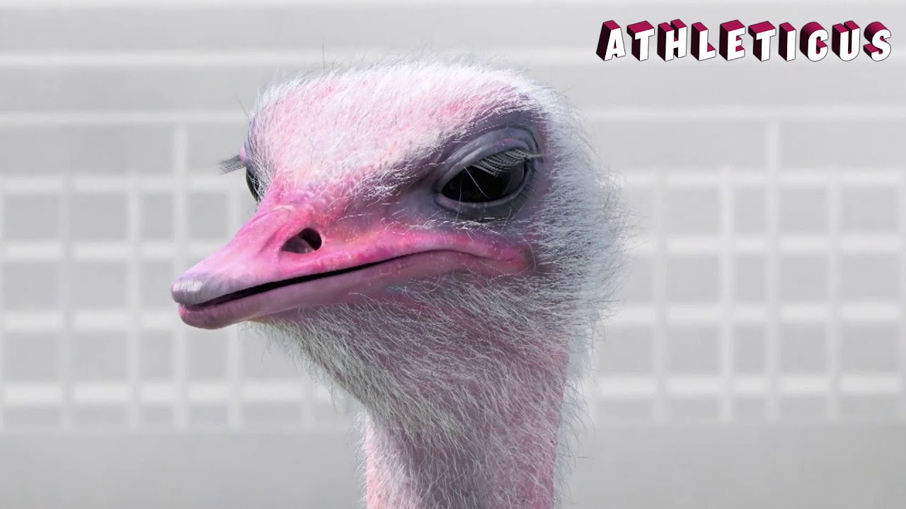 The play-off | Athleticus | Sport animals | Cartoon in English - YouTube