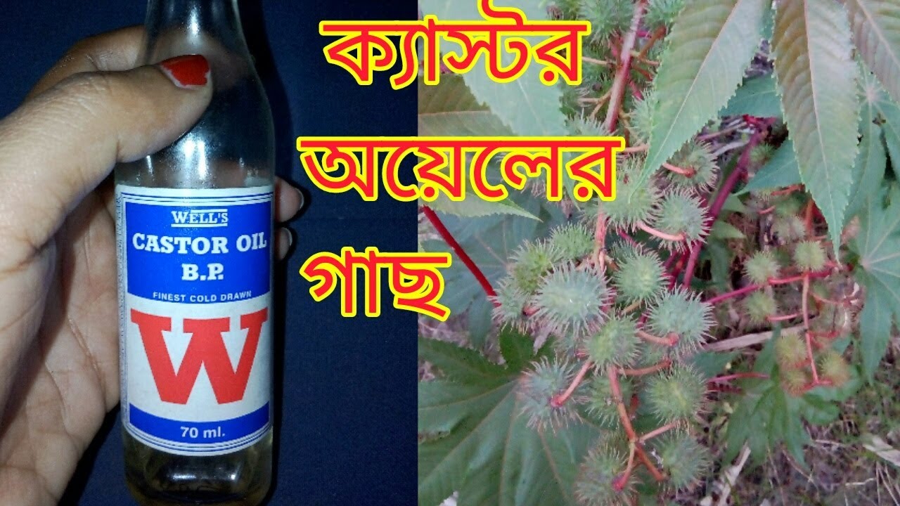 ক্যাস্টর অয়েল কোন গাছ থেকে তৈরি হয় || Castor oil tree || রেড়ি গাছ ...