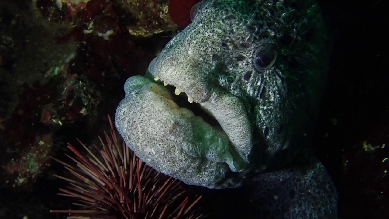 Wolf Eel and Puget Sound King Crab - Jan. 5/19 - YouTube