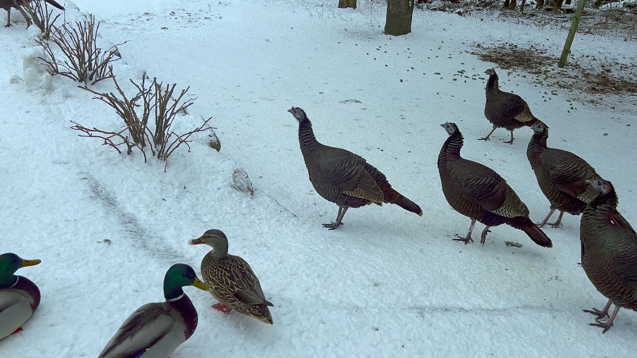 Turkeys Spend the Day With the Ducks 🦆 🦃 - YouTube