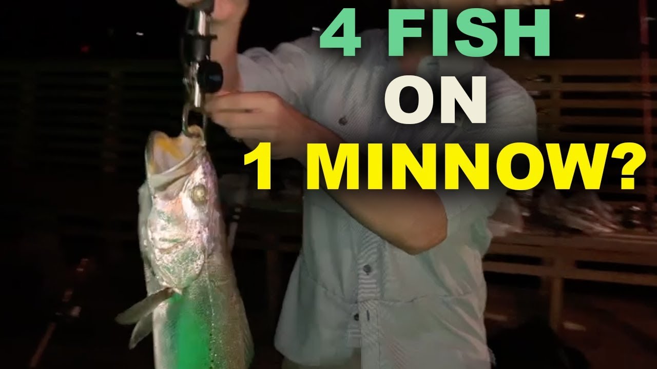 Catching 4 Fish on 1 Minnow! - YouTube