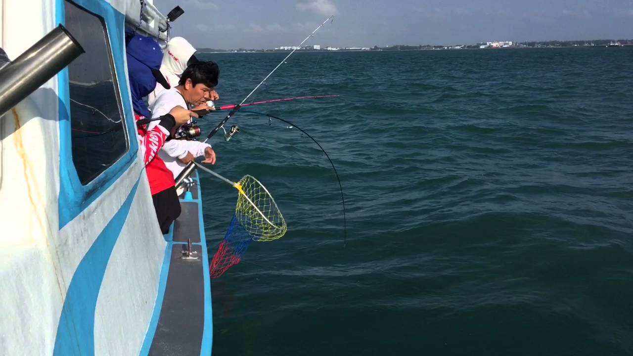 Giant Barracuda caught in Singapore - YouTube