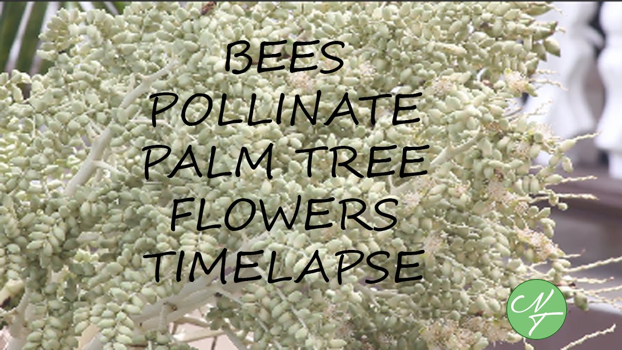 Bees Pollinate Palm Tree Flowers Time Lapse - YouTube