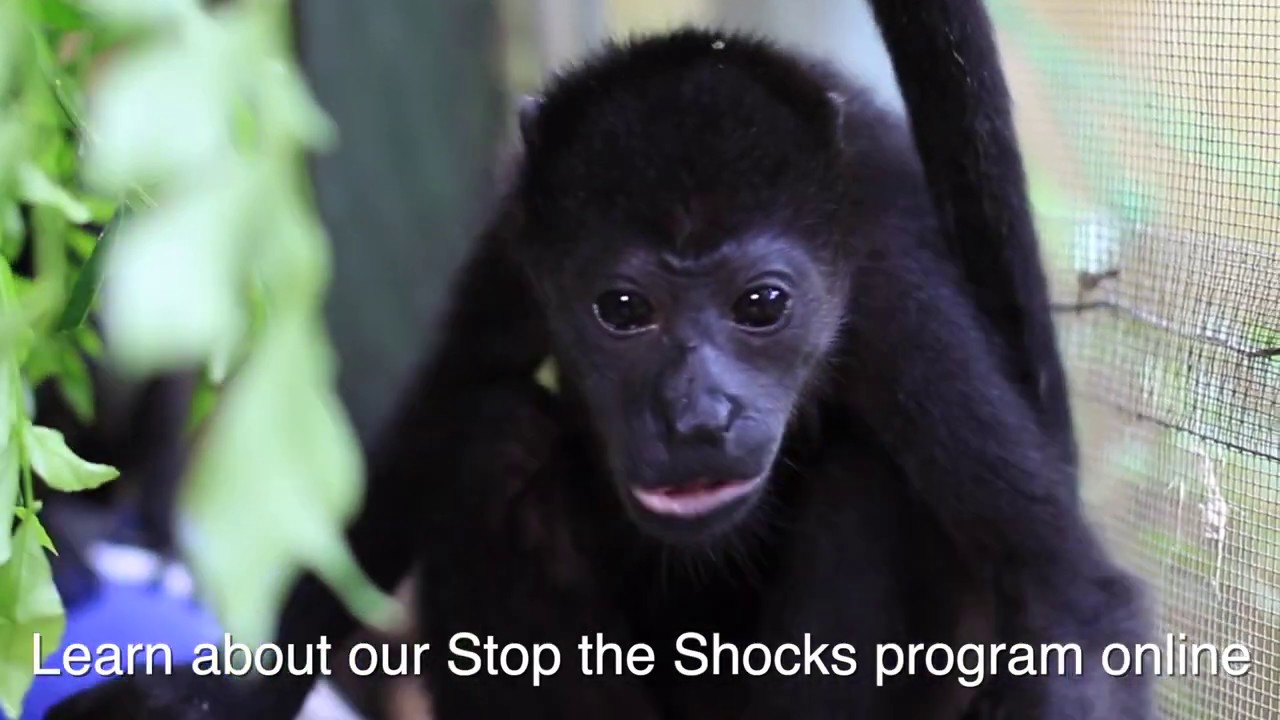 Electrocuted Infant Howler Monkey Rescue and Rehabilitation - YouTube