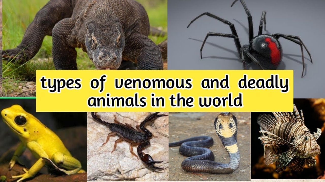 types of venomous and deadly animals in the world - YouTube