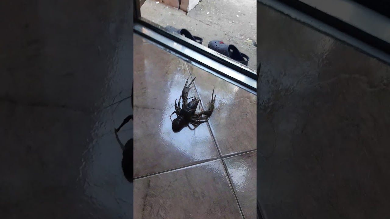 Tatăl meu a găsit un rac la balta - YouTube