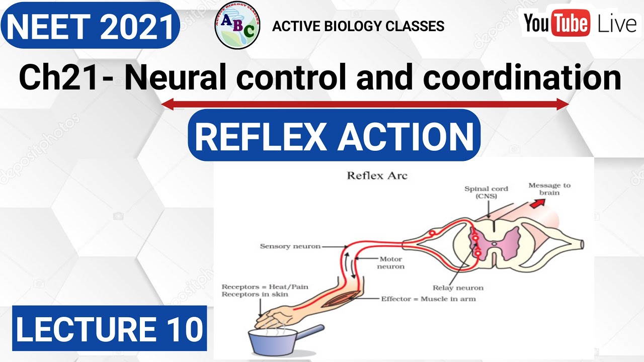 Reflex action ll neural control and coordination - YouTube