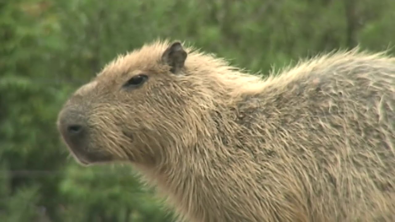 real capybara hours - YouTube
