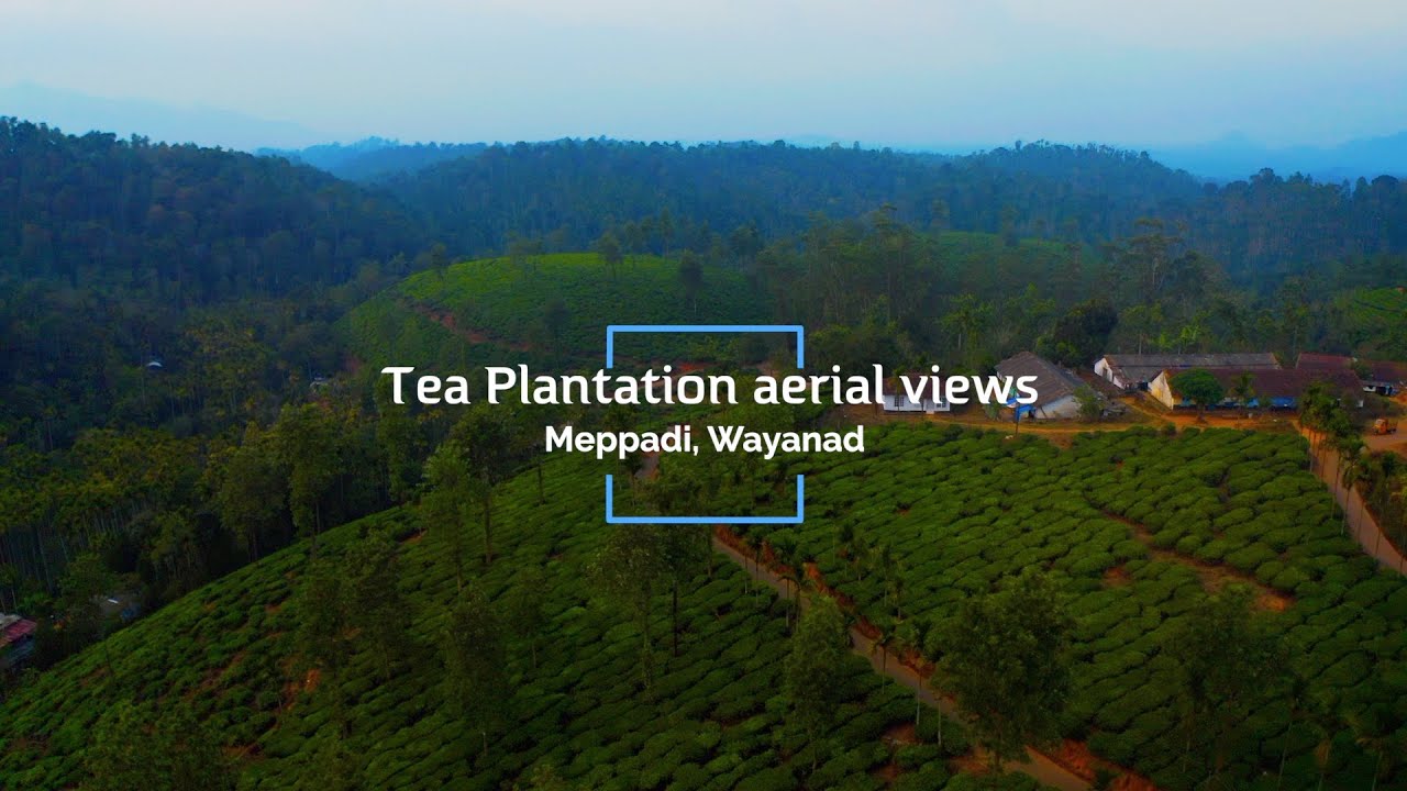 Lush green tea gardens of Meppadi | an Ariel view | meppadi | wayanad ...