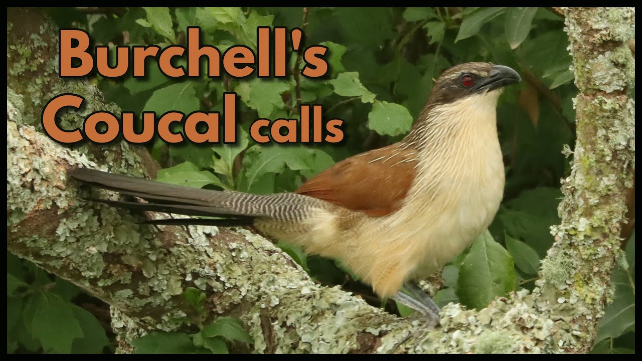 2 BURCHELL'S COUCAL CALLS - YouTube