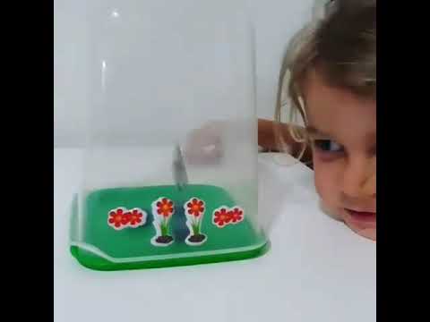 Uçuşan Kelebekler oyunu