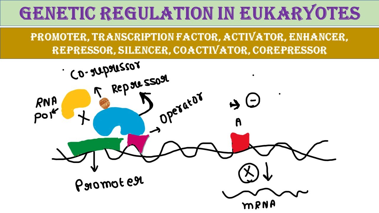 Genetic regulation in eukaryotes - YouTube