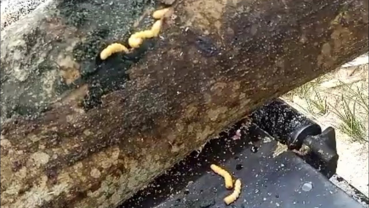 Menjijikkan..!! Tumpukan Belatung Di batang Kayu Sengon Busuk Digergaji ...