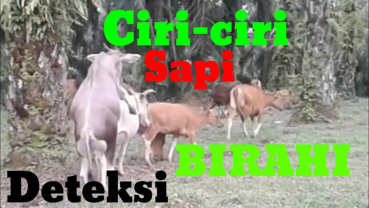 DETEKSI,KENALI, CIRI-CIRI SAPI BIRAHI || Di Perkebunan Kelapa Sawit ...