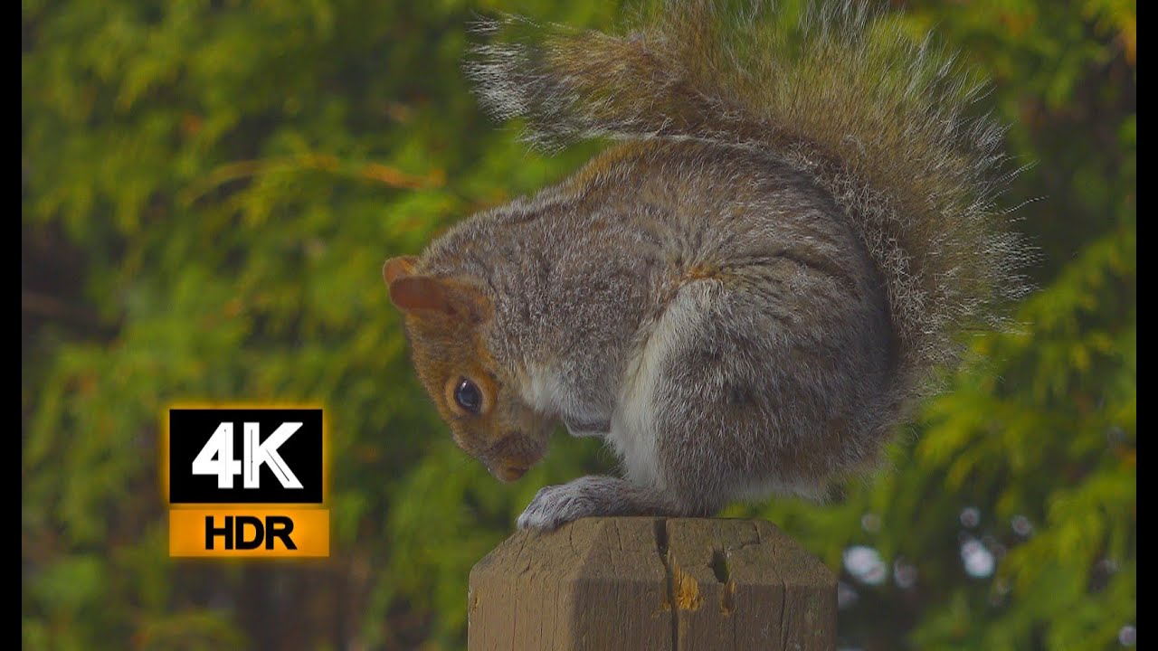 Écureuil En Pleine Méditation 4K HDR / Squirrel In Full Meditation ...