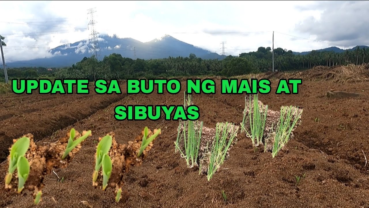 Buto ng sibuyas at buto ng mais update - YouTube