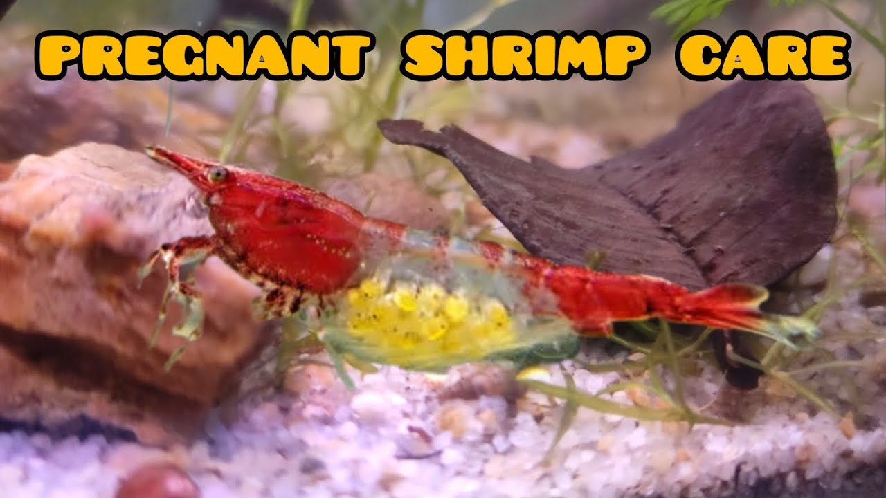 My * RED RILI SHRIMP * is about to lay eggs! - BERRIED SHRIMP care and ...