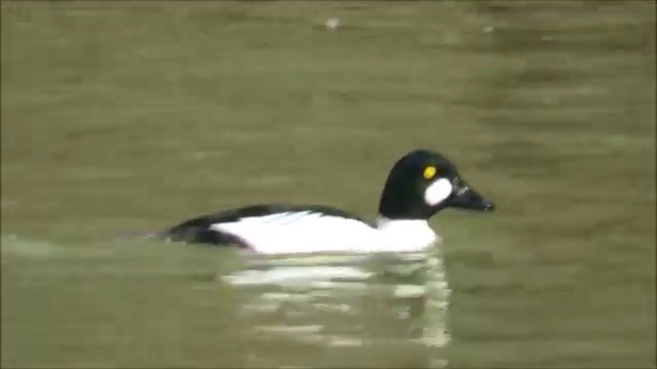 Goldeneye ducks fishing - YouTube