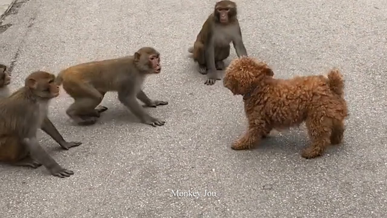 Funny Monkey Action Moment - YouTube