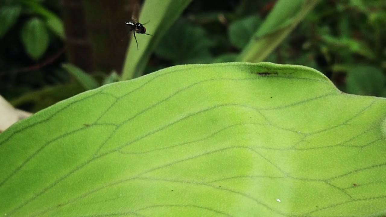 Fly slow motion capture - YouTube