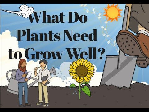 Plants Growth Investigation @funlearnzoneFLZ - YouTube