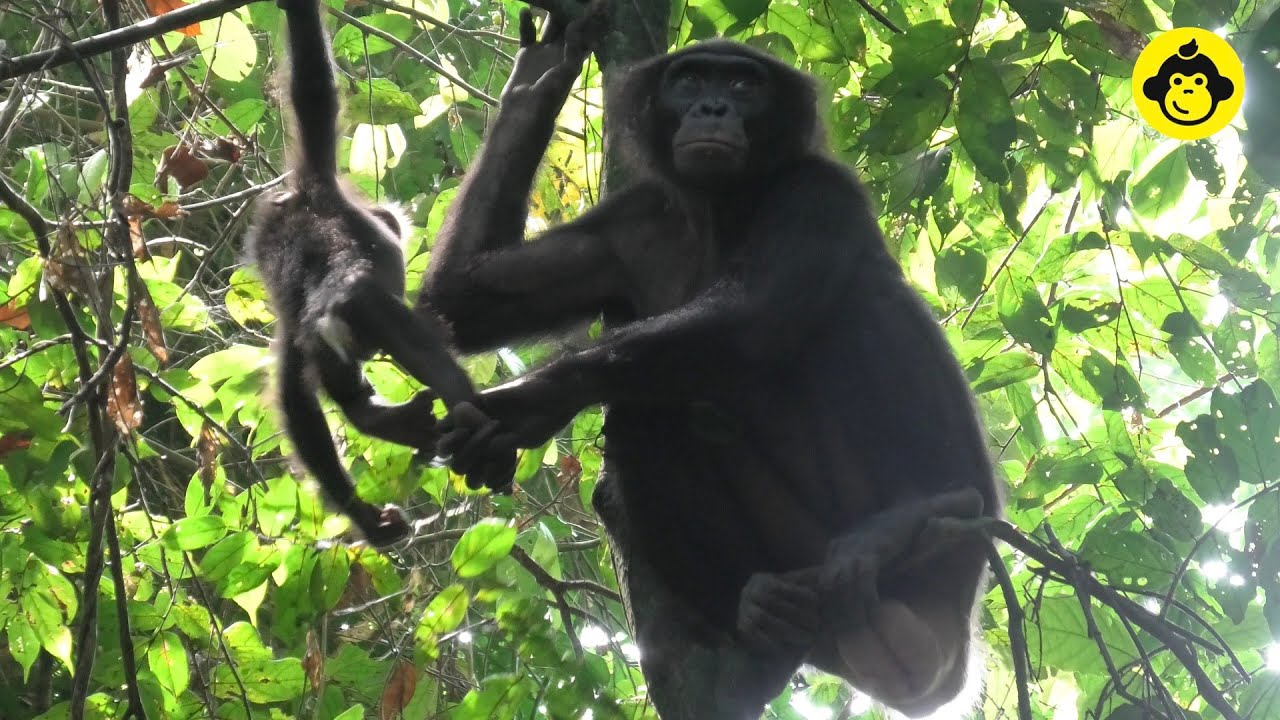 Mother and daughter bonobos are playing together on the tree ...