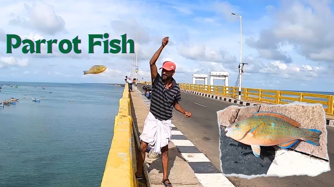 காத்திருந்து கிடைத்த கிளி மீன் 🦜🦈👌| Parrot Fishing in Pamban Bridge 🦜🦈👌 ...