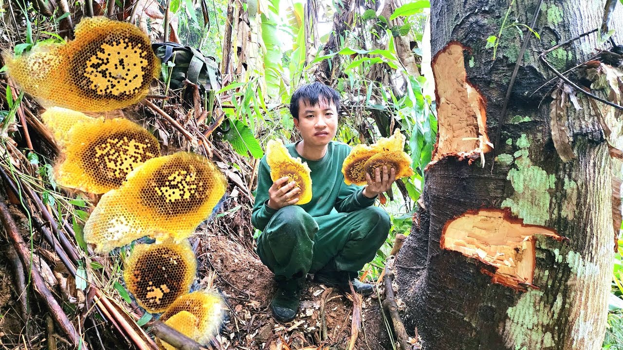 Catching bees in the rainforest - survival skills | wild survival - YouTube