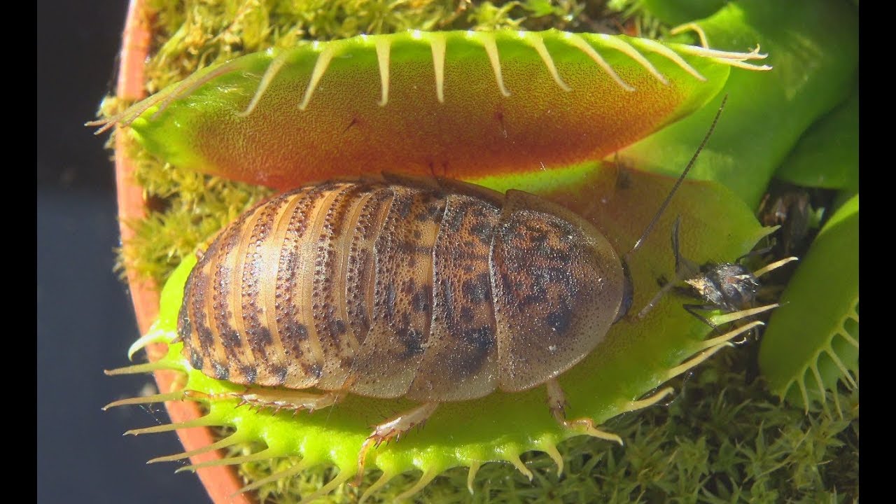 Venus Flytraps Eating Cockroaches 4K UHD YouTube venus-flytraps-eating-cockroaches-4k-uhd-youtube