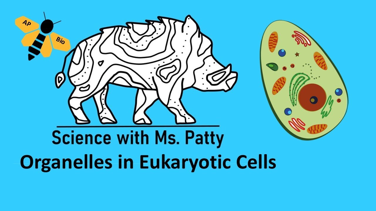 Organelles in Eukaryotic Cells -AP Biology (Unit 2) - YouTube