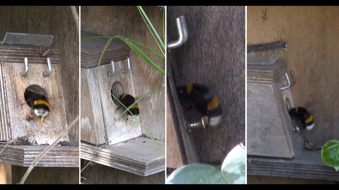 Bourdon #15 : Vers une année record pour les reines bourdon ? - YouTube