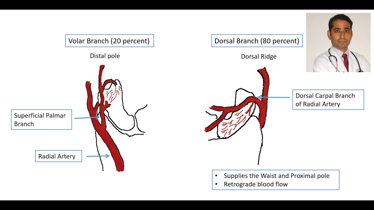 Blood supply of scaphoid - YouTube