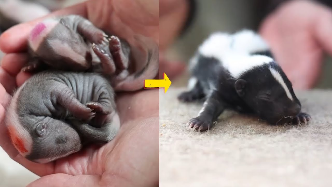 14 Baby Skunks Just Born at Cheyenne Mountain Zoo! 🦨💕 - YouTube