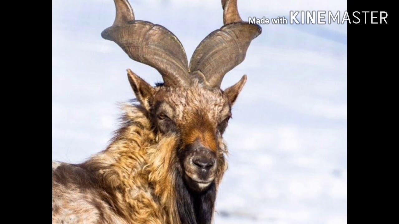Markhor fight with dog - YouTube