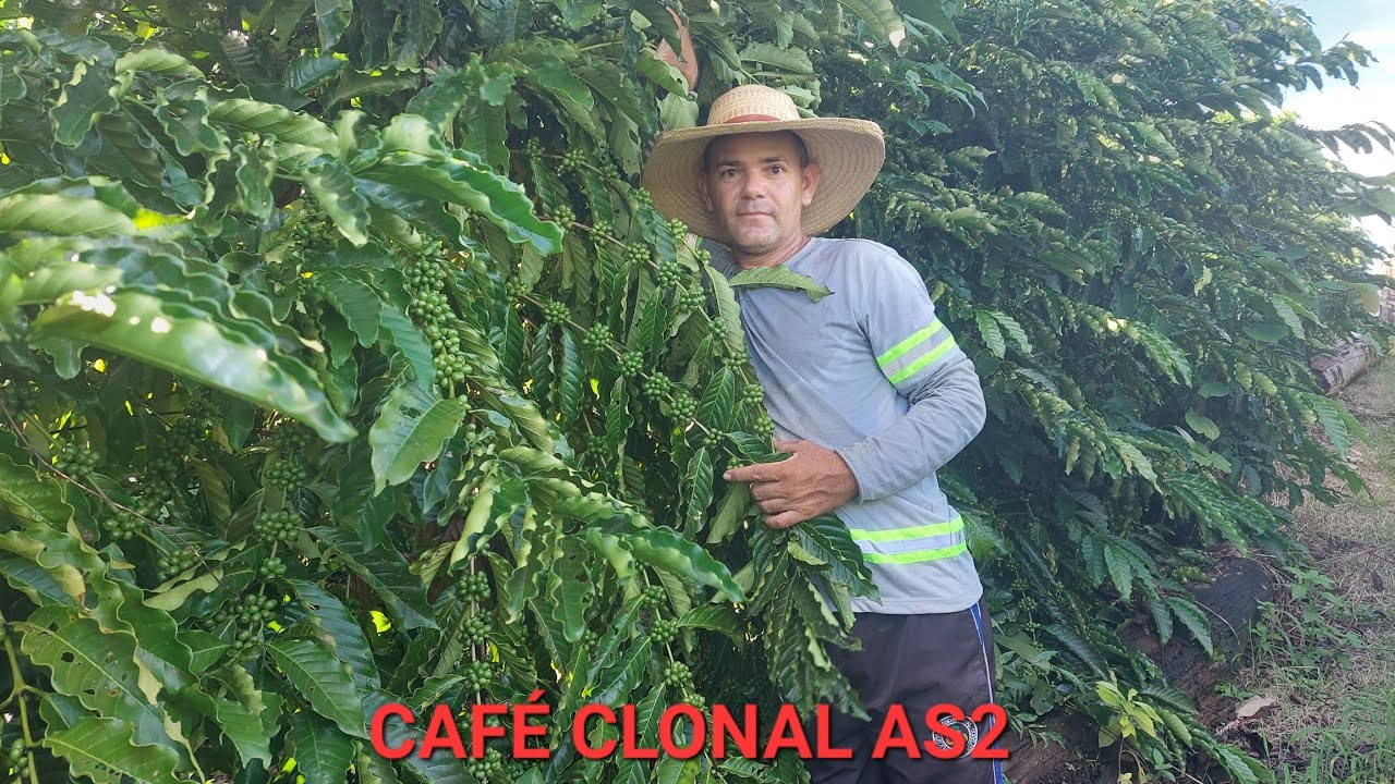 #ATUALIZANDO, COMO ESTÁ O CAFÉ CLONAL AS2 COLHEITA DE 3 ANOS JANEIRO DE ...