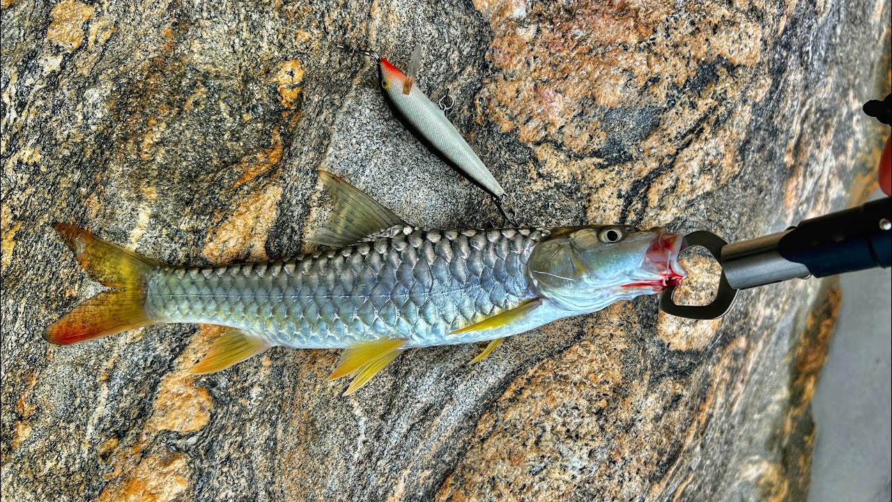 Fishing for mahseer ! Small Golden Mahseer released ! - YouTube