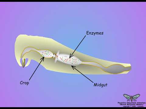What Is Filter Chamber In Insects