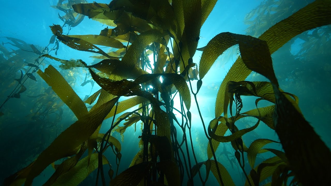 Epic Winter Kelp Forest Diving in Monterey, California Dec 15, 2025 ...