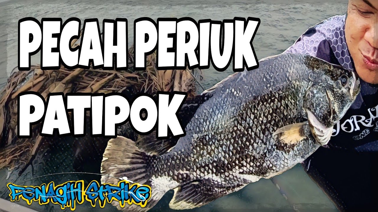 Ikan pecah periuk | patipok | Penghuni sampah tengah laut - YouTube