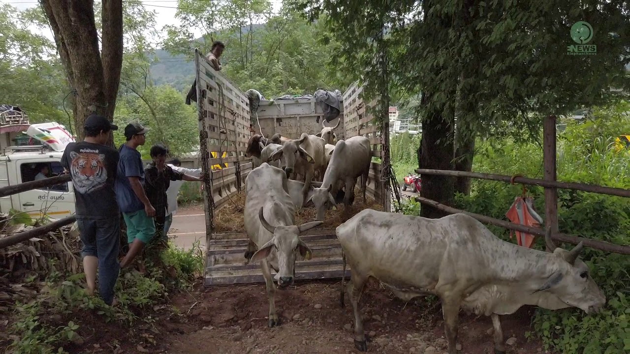 Rescued 41 cattle to the finally home - ElephantNews - YouTube