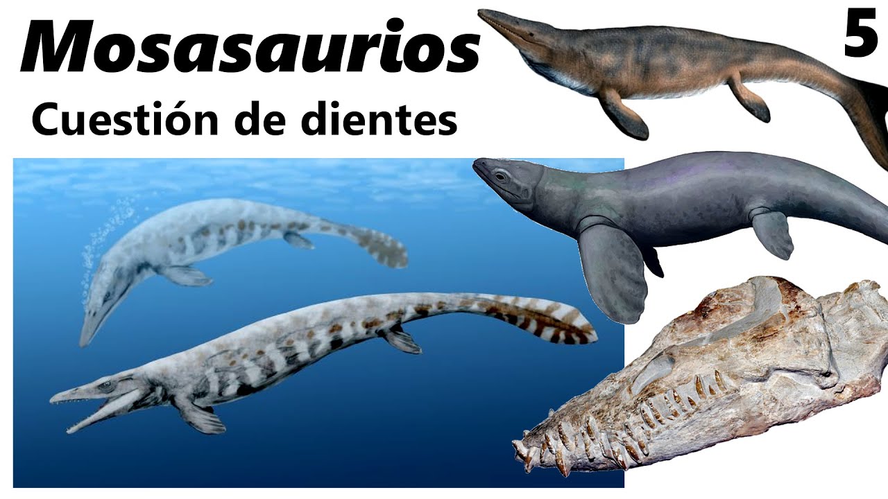Mosasaurios: cuestión de dientes. Parte 5 - YouTube