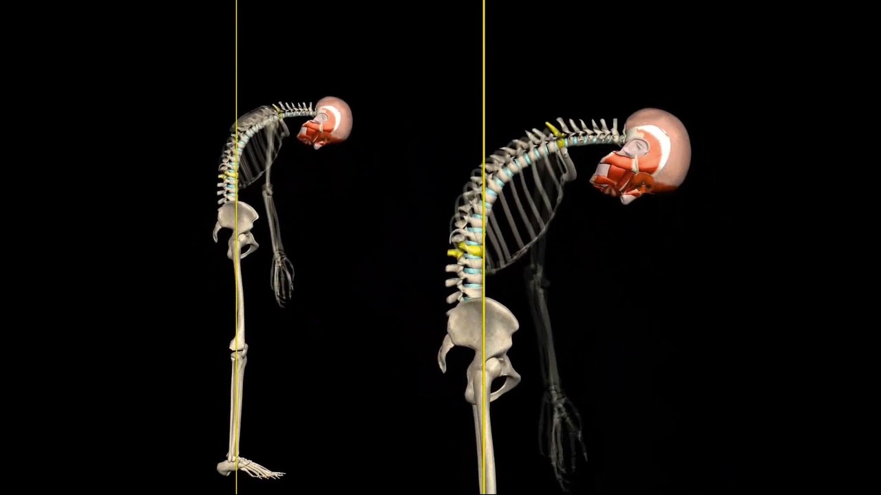 03 PT Forward flexion of the spine from a standing position - YouTube