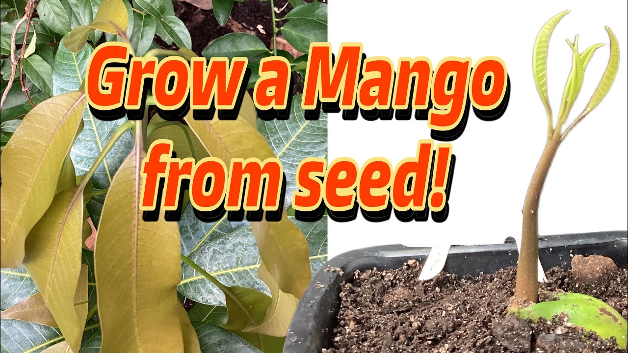 How to grow a mango from a seed. - YouTube